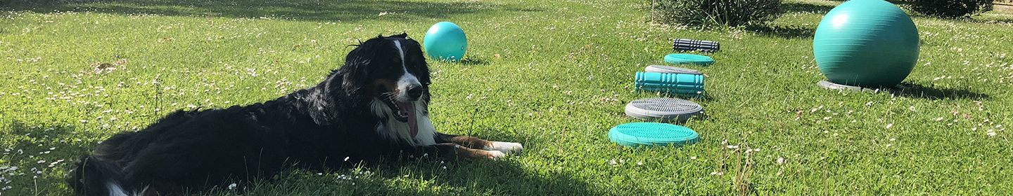 Proprioception canine - AnimalSCC